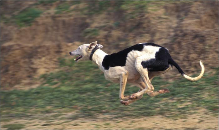 ¿Sabe todas las curiosidades que rodean a los perros galgos?