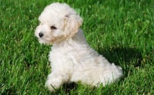 Perros French Poodle: todo lo que debes saber sobre ellos | Mascotafiel