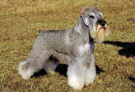 Descubra todas las curiosidades sobre los increíbles perros Schnauzer