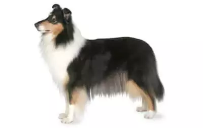 Perros collie, información sobre esta raza de perros