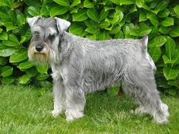 Los Perros Schnauzer son Energicos Amorosos y Juguetones