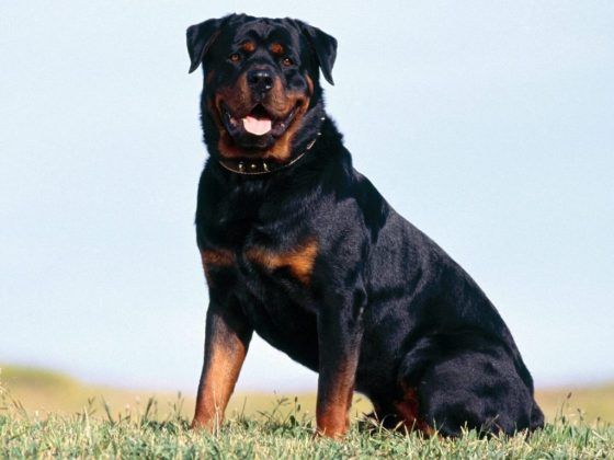 El Perro Rottweiler es Poderoso y Dedicado a su Familia