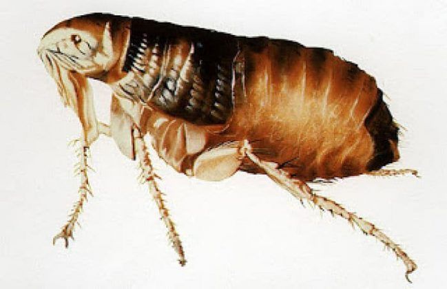 10 remedios Caseros Para Eliminar Las Pulgas En Los Perros