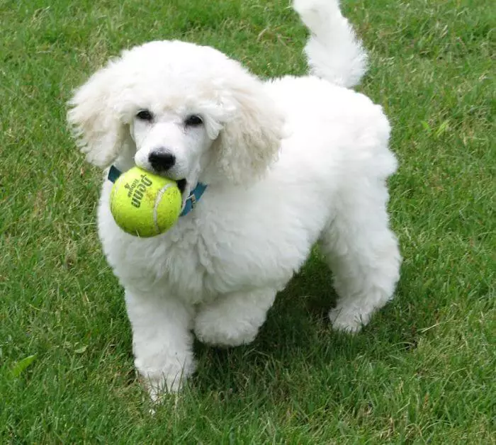 Perros French Poodle | ideales para niños | Caniche Toys