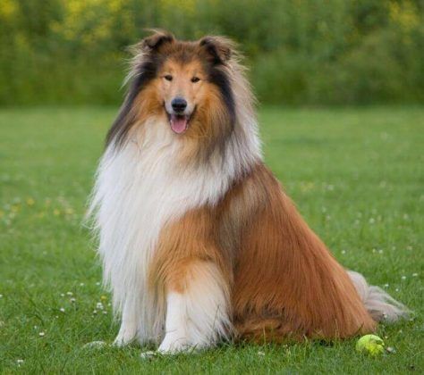 Las mejores 5 particularidades de los perros Collie | Mascotafiel