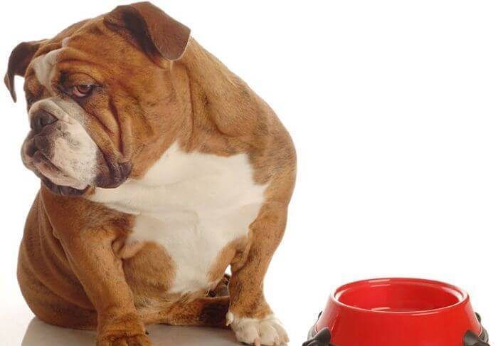 8 Pasos a seguir para tratar efectivamente el vómito en perros