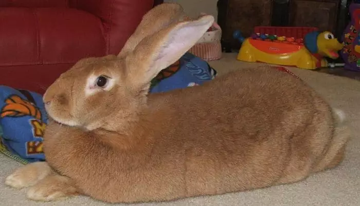 Las 5 Razas De Conejos Gigantes. Mas Hermosos. Guía Informativa