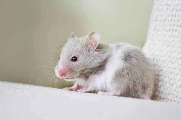 Hámster Sirio: Historia, Características y Cuidados De Esta Mascota