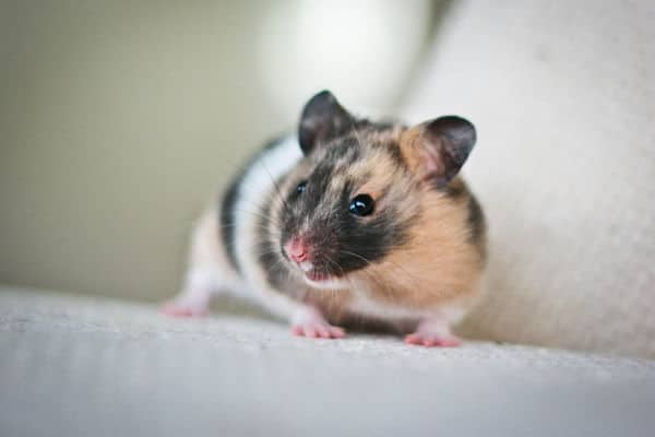 Hámster Sirio: Historia, Características y Cuidados De Esta Mascota