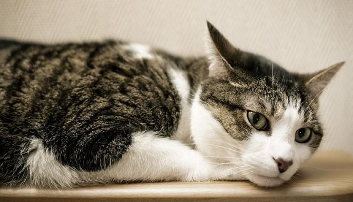 Cáncer En Gatos - 9 Síntomas De Alerta Que No Debes Ignorar!