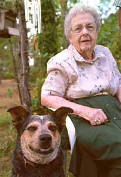 10 Perros Héroes Que Arriesgaron Su Vida Para Salvar A Otros!