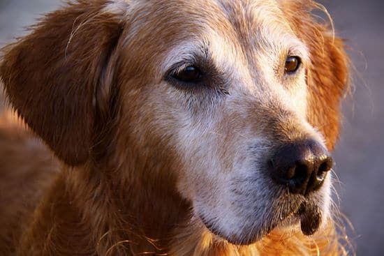 10 Perros Héroes Que Arriesgaron Su Vida Para Salvar A Otros!