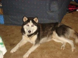 10 Perros Héroes Que Arriesgaron Su Vida Para Salvar A Otros!