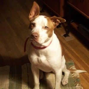 10 Perros Héroes Que Arriesgaron Su Vida Para Salvar A Otros!