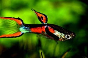 Los 10 Peces Más Bonitos Del Mundo Para Tener En Tu Acuario!