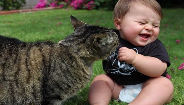 En Qué Ayudan Los Gatos a Las Personas. La Gatoterapia Del Amor
