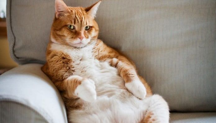 Cómo Drenar Un Absceso En Gatos Diagnóstico Y Tratamiento