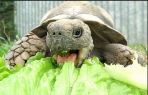 ¿Que alimentos consumen las tortugas terrestres y acuáticas? | Mascotafiel