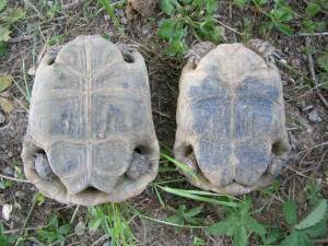 ¿Macho o hembra? ¡Como saber el sexo de mi tortuga! | Mascotafiel