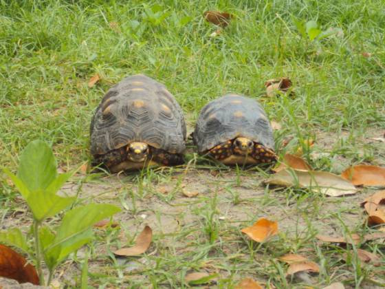 ¿Macho o hembra? ¡Como saber el sexo de mi tortuga! | Mascotafiel